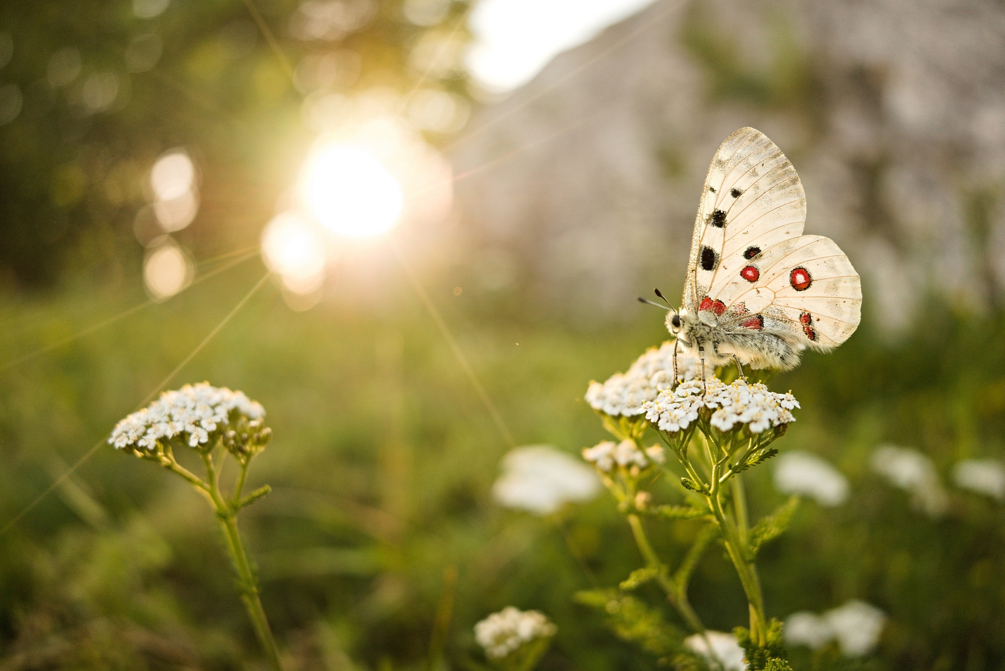 Motýli mizí z české krajiny. Za 60 let jsme přišli o téměř 20 druhů, desítky dalších balancují ...